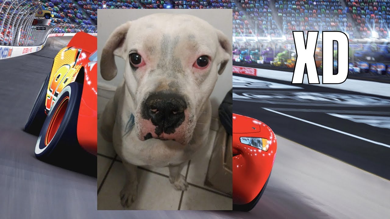 Hice La Intro De Cars Con Videos De Mi Perro - YouTube