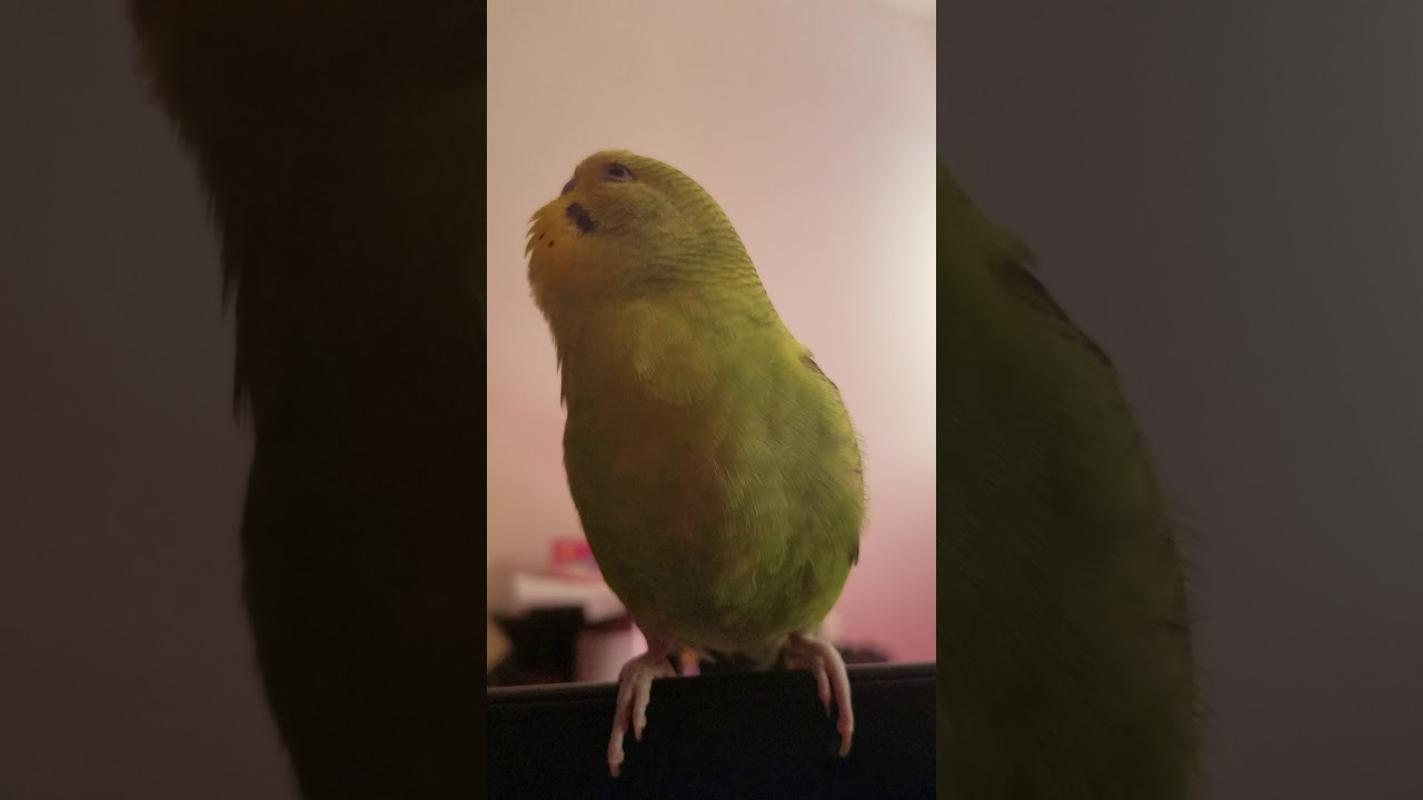 Chirpin' Birb - YouTube