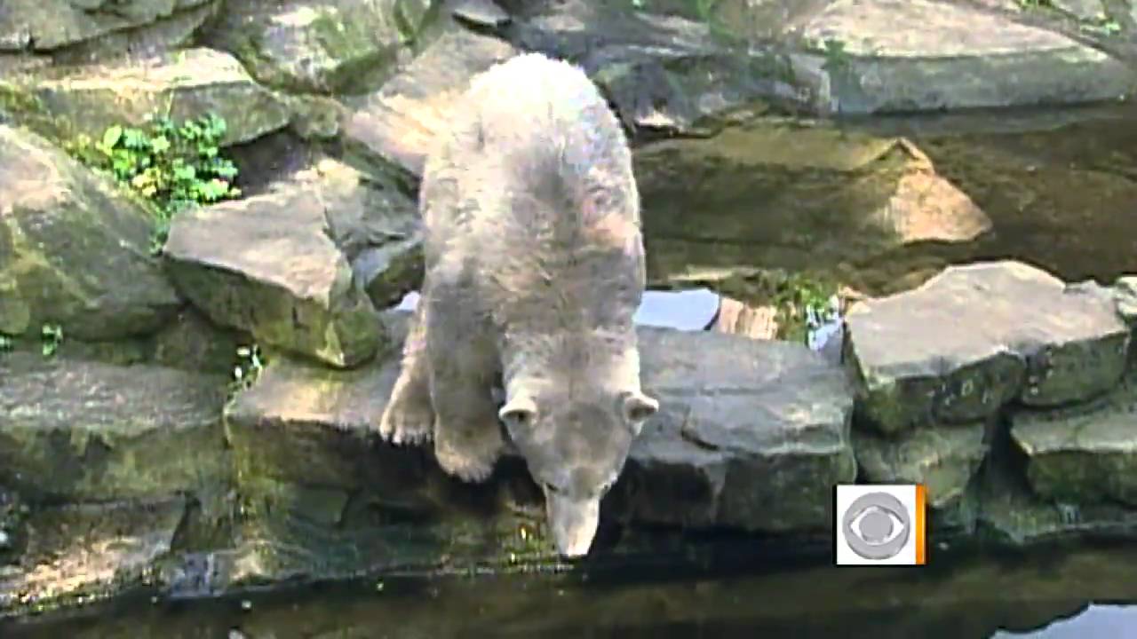 The mysterious death of Knut the polar bear - YouTube