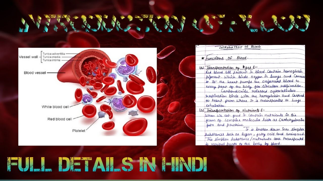 Introduction of blood | what is blood | function of blood | component ...