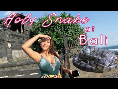Holy Snake at Tanah Lot Bali