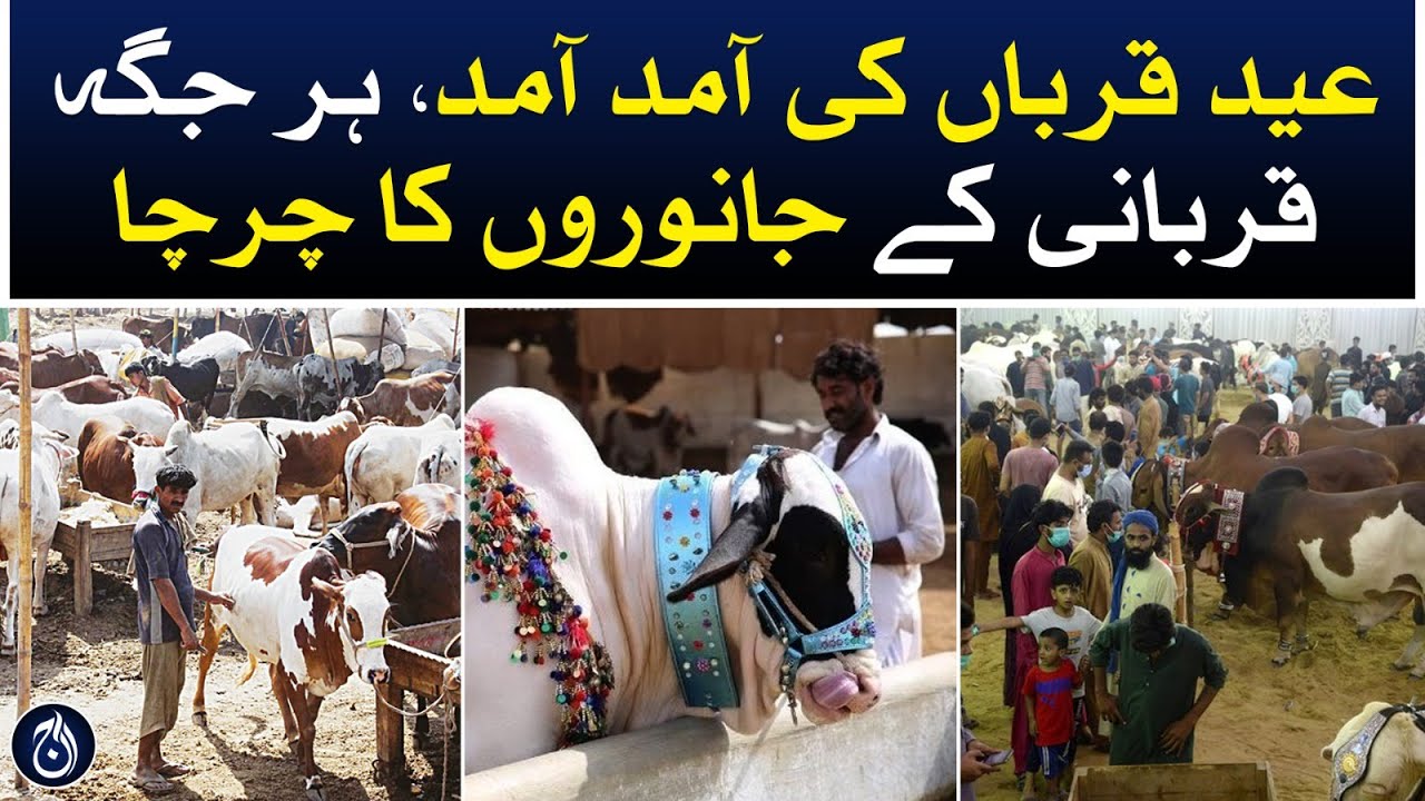 Eid-ul-Adha is the arrival of sacrificial animals everywhere - Special ...