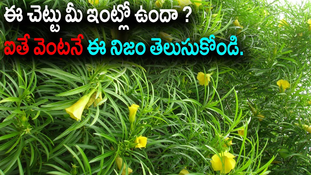 ఈ చెట్టు మీ ఇంట్లో ఉందా ? ఐతే ఈ నిజం తెలుసుకోండి | ganneru chettu ...
