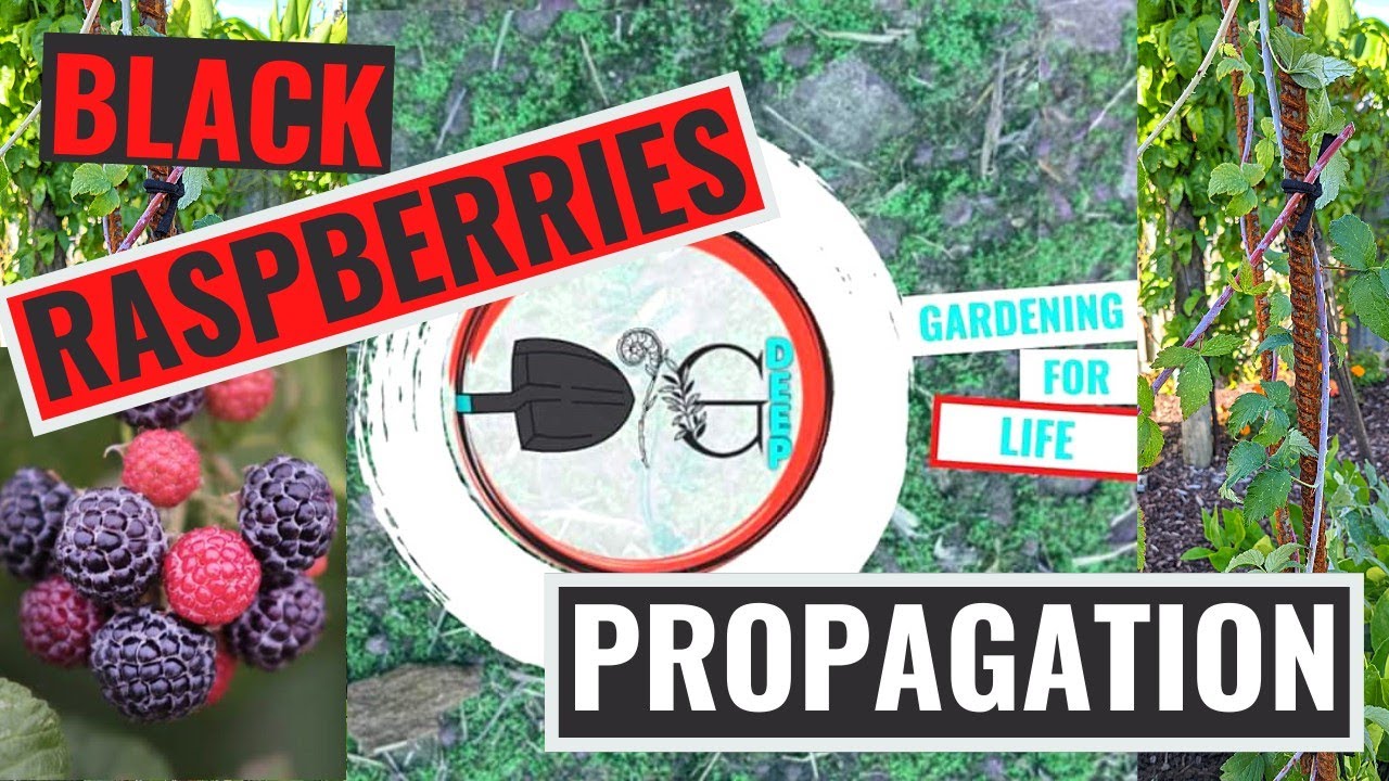 𝔹𝕝𝕒𝕔𝕜 ℝ𝕒𝕤𝕡𝕓𝕖𝕣𝕣𝕪 ℙ𝕣𝕠𝕡𝕒𝕘𝕒𝕥𝕚𝕠𝕟 ~ Dig Deep - YouTube