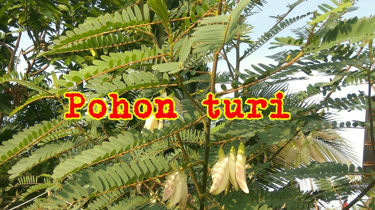 Pohon turi - YouTube