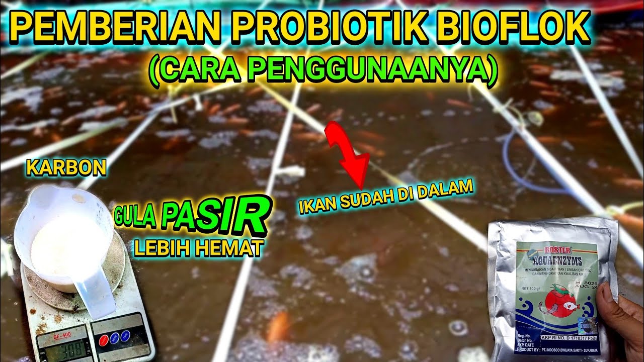PEMBERIAN PROBIOTIK BIOFLOK KEDALAM KOLAM IKAN NILA‼️..... - YouTube
