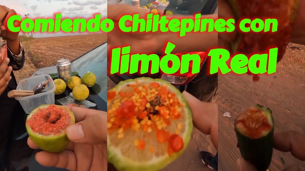 Comiendo unos ricos Limones reales con chiles Chiltepines 👌🍋# ...