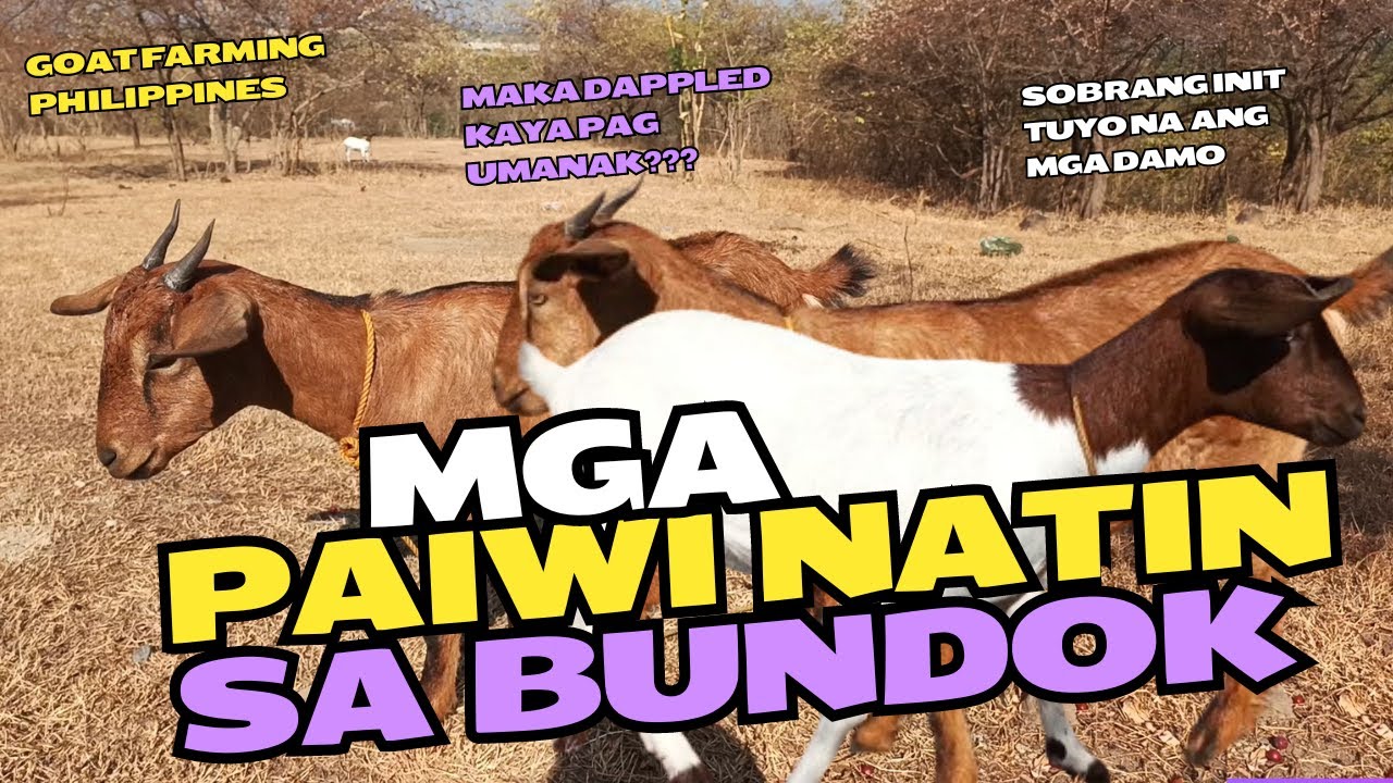 GOAT FARMING PHILIPPINES/TAG ARAW NA MAHIRAP NA SA KUMPAY/KAMUSTA KAYA ...