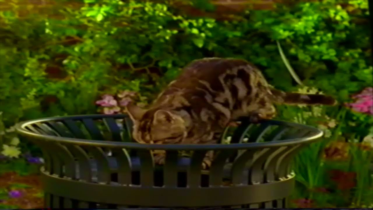 stuart little 2 falcons defeat 2002 vhs capture - YouTube