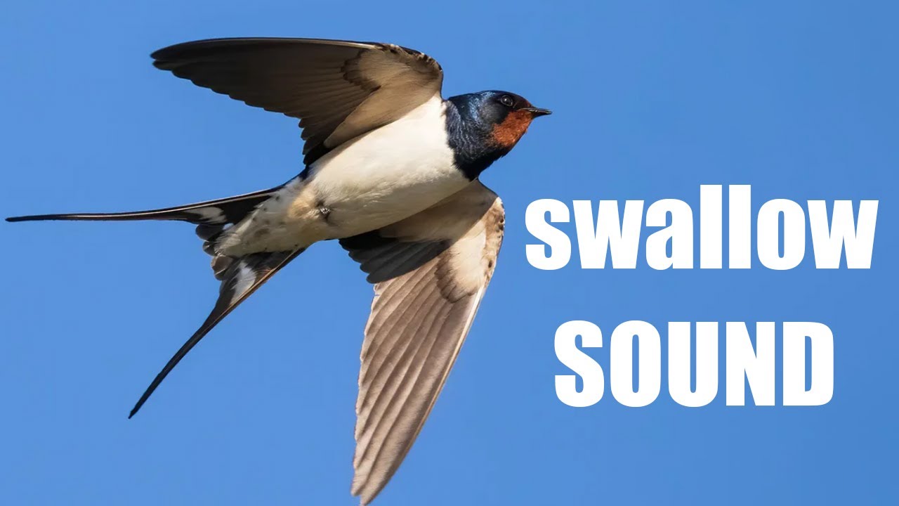 swallow bird sound - YouTube