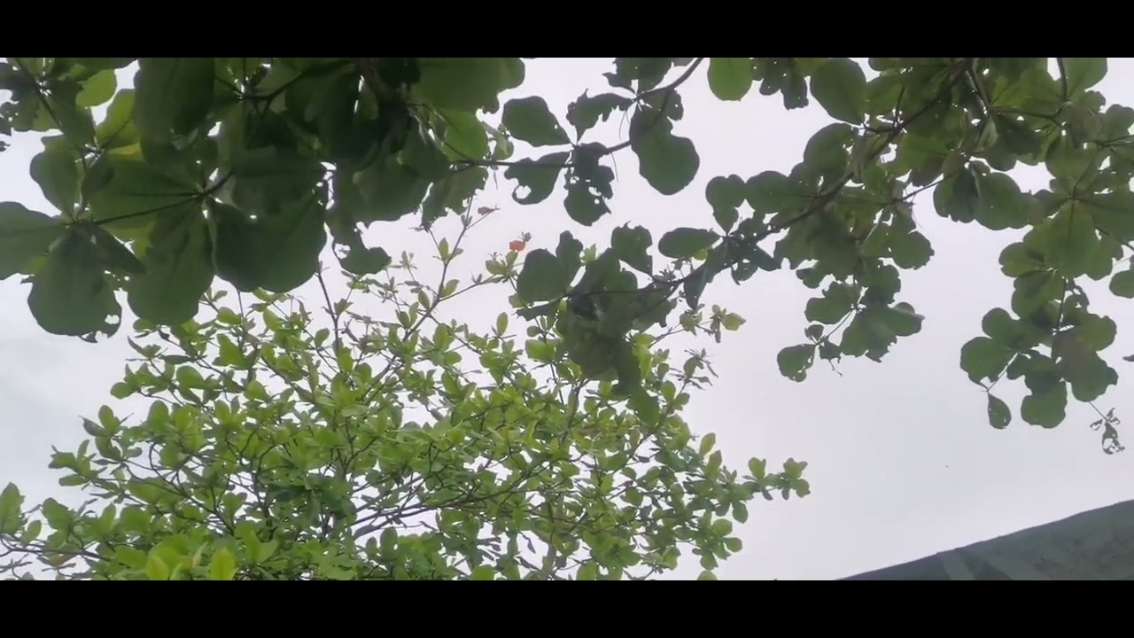 Stock video nature/trees/plants - YouTube