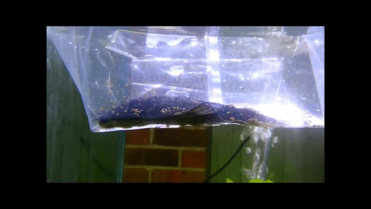Peppermint Bristlenose Catfish Trio - YouTube