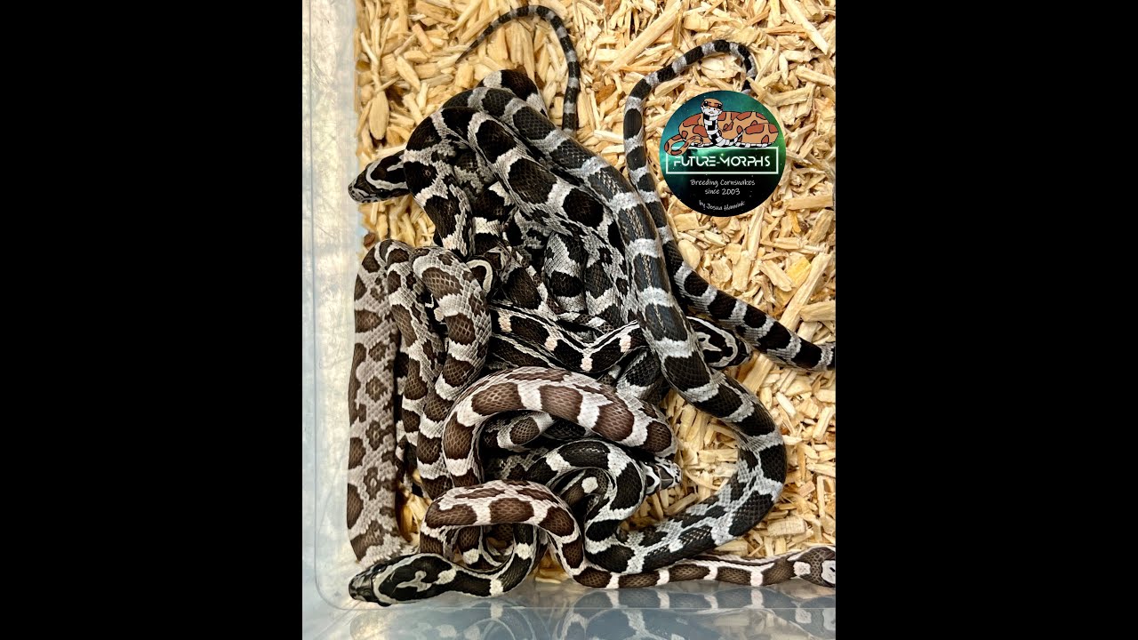 Clutch 117: Specter x Red Factor Ghost aka Heliconia | Future-Morphs ...