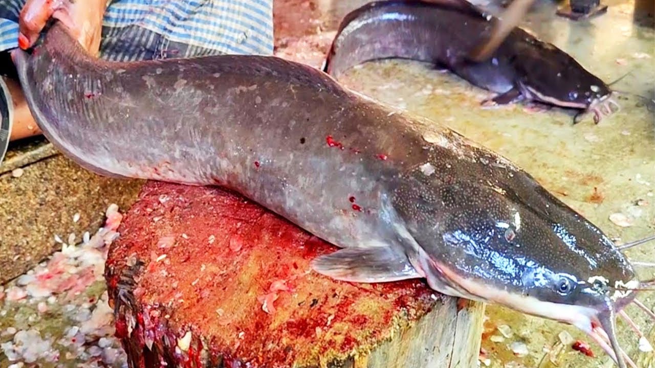 African Catfish Cutting Skills in Fish Market | Amazing Cutting Skills - YouTube
