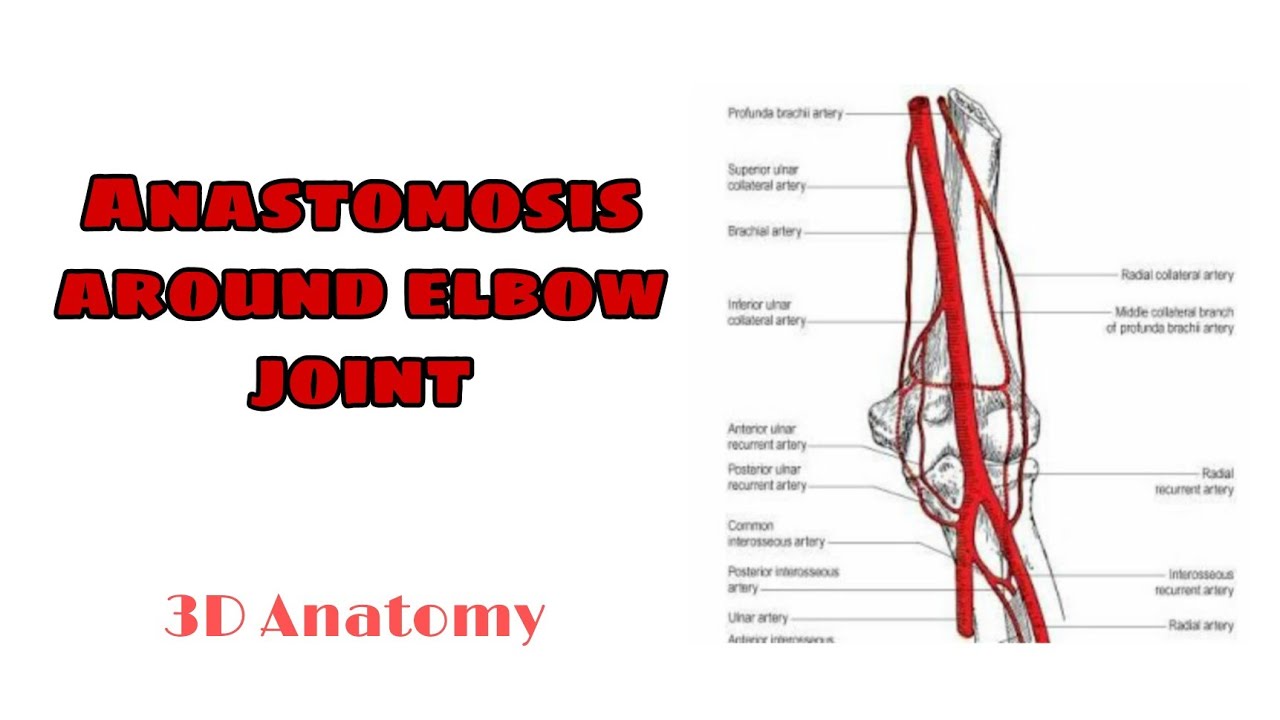 Anastomosis around elbow joint | 3D explanation - YouTube