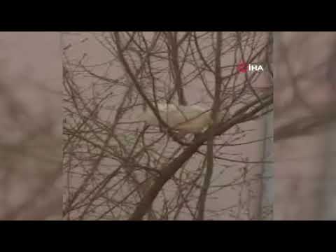 Tebessüm ettiren tavuk kurtarma operasyonu