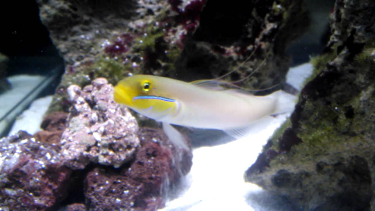 Perfect City Reef (Sleeper Gold Head Goby (Valenciennea strigata) - YouTube