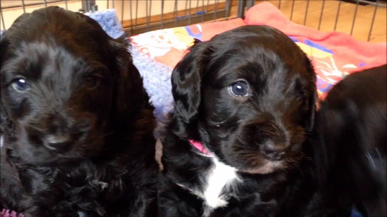 F1 Cockapoo Puppies - YouTube