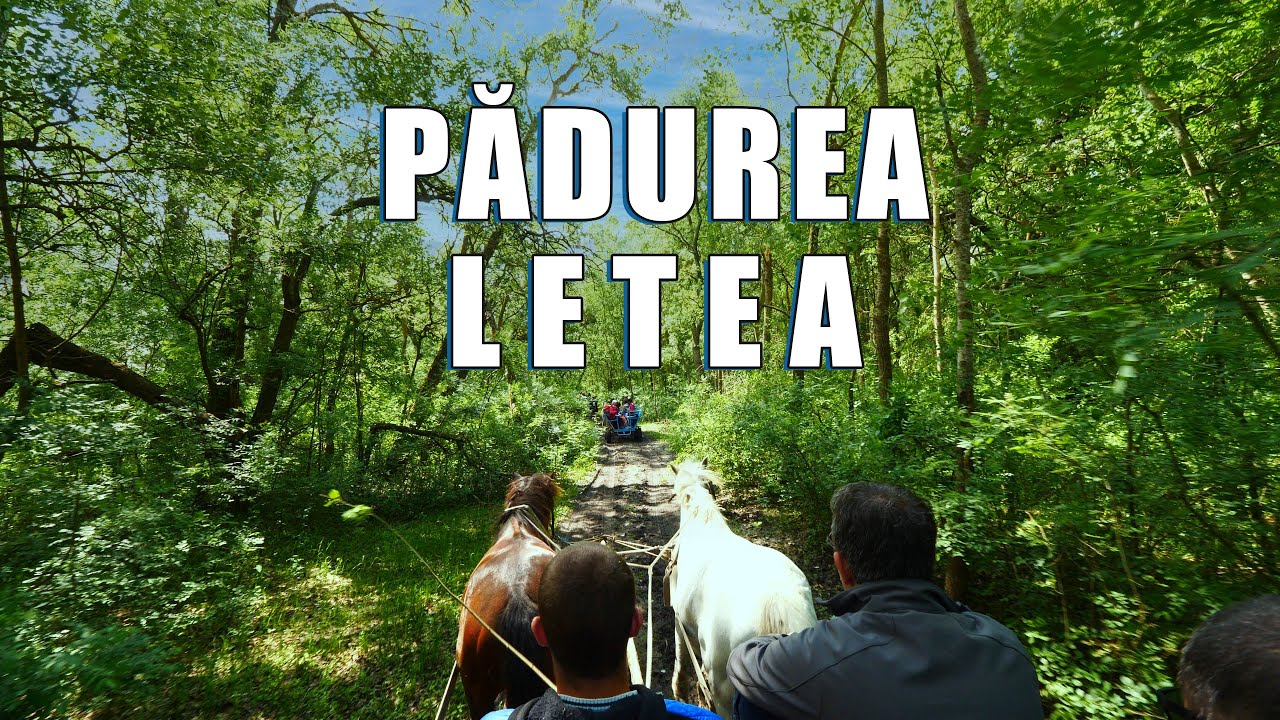 Excursie la Padurea LETEA | Delta Dunarii, Romania - YouTube