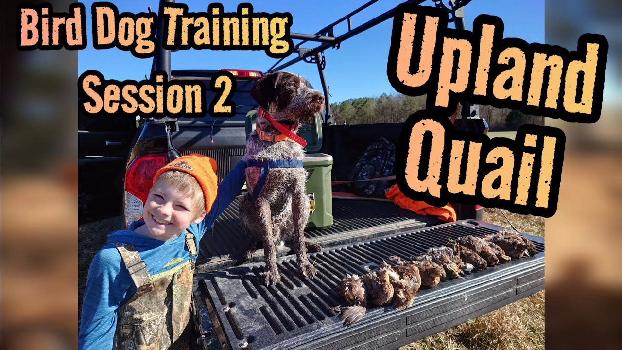 Bird Dog Training @ Sportsman Hunting Preserve Carrsville, Virginia ...