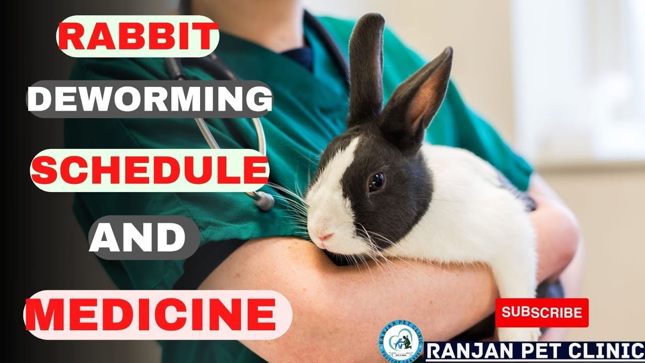 rabbit deworming schedule and medicine to be used - YouTube