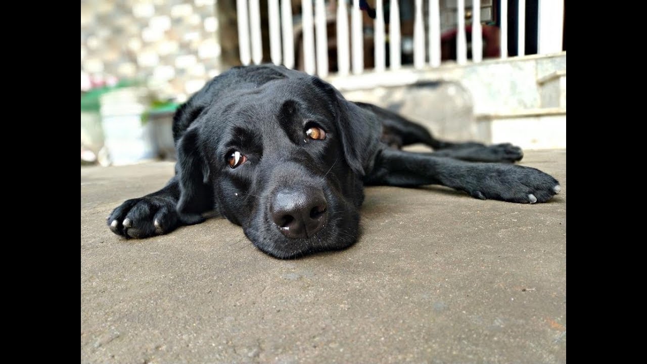 Labrador Retriever funny moments - YouTube