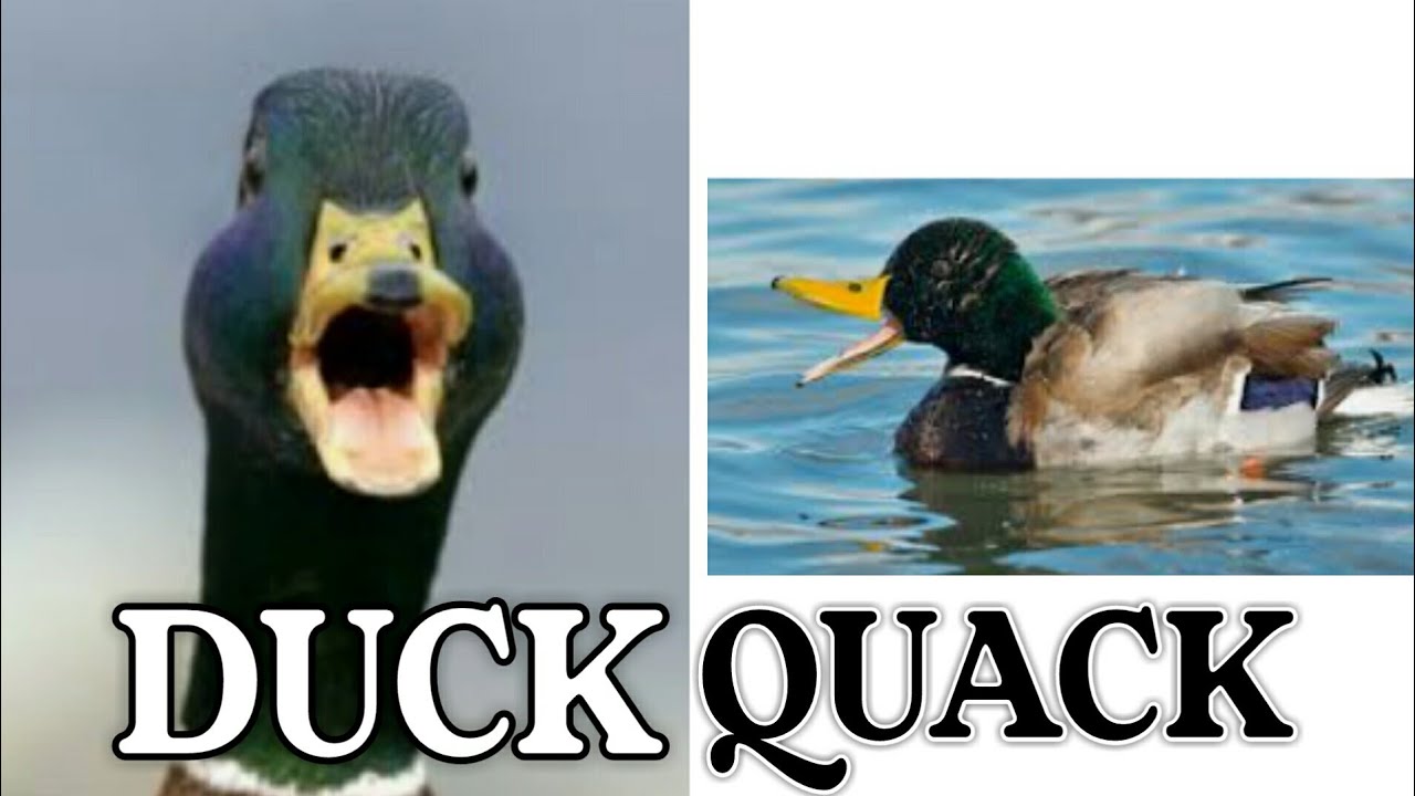 DUCK QUACK SOUND EFFECTS FOR VLOG #FREE |NON-COPYRIGHTED - YouTube