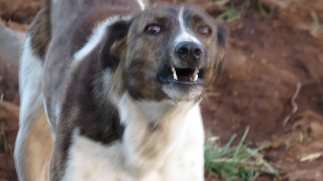 Ifrane: Man vs. Berber Dogs - YouTube