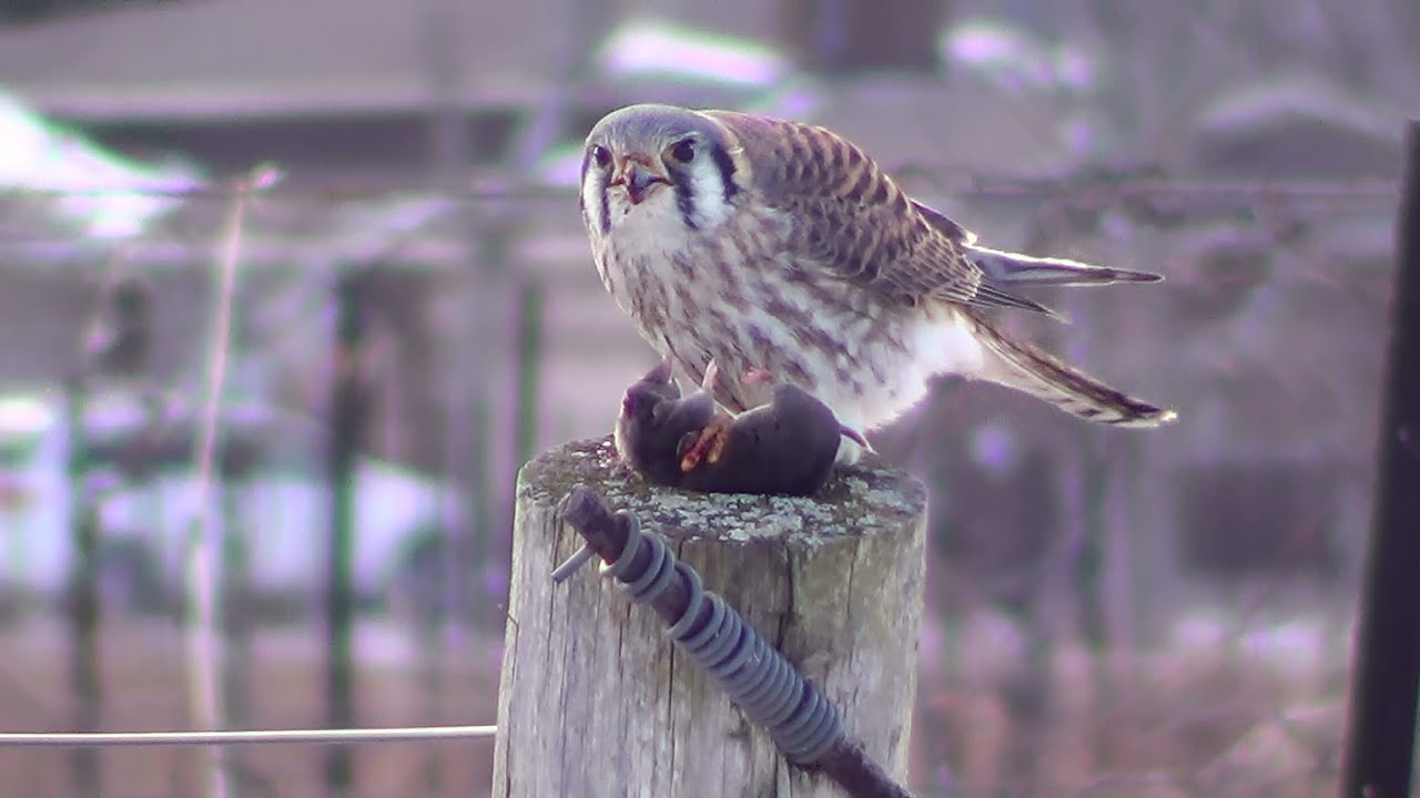 American Kestrel Hunting & Catching Meal HQ HD - YouTube