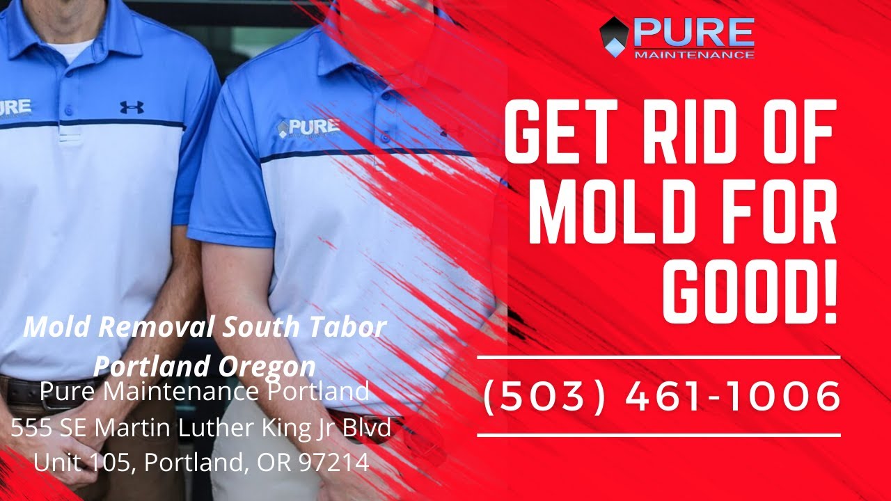 Mold Removal South Tabor Portland Oregon - Pure Maintenance Portland ...