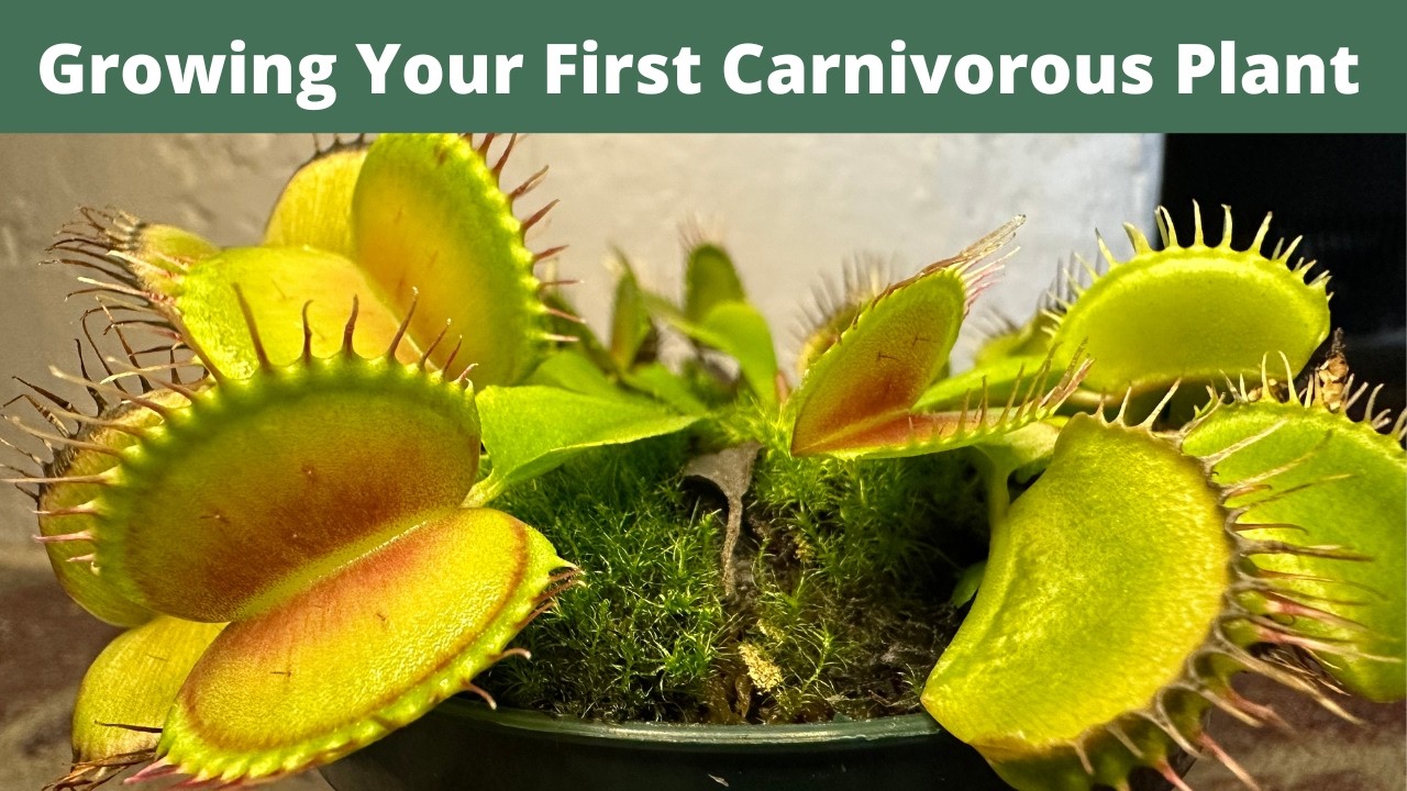 Caring and Keeping Your First Venus Flytrap Alive 🌱- Beginners Venus Flytrap Growing Guide - YouTube