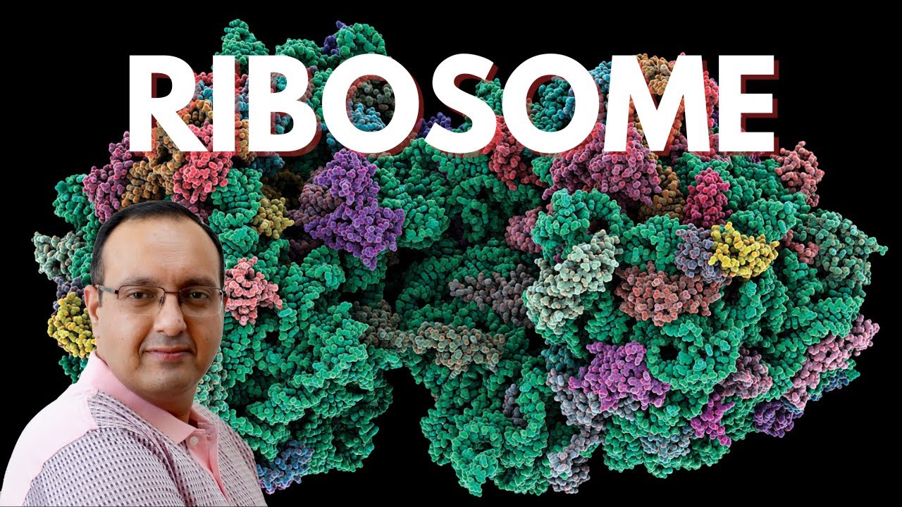 Ribosome Structure - Molecular Biology - YouTube