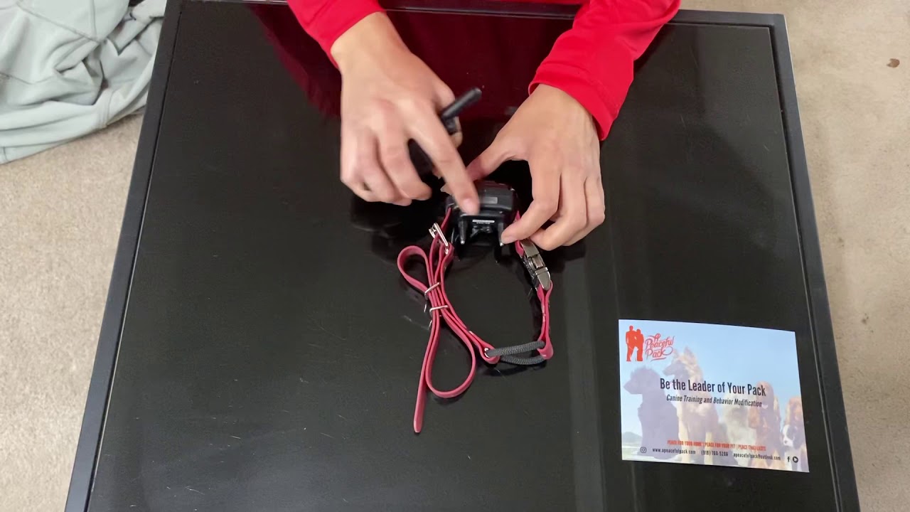 Mini Educator - How to Pair with One E-Collar Receiver - YouTube