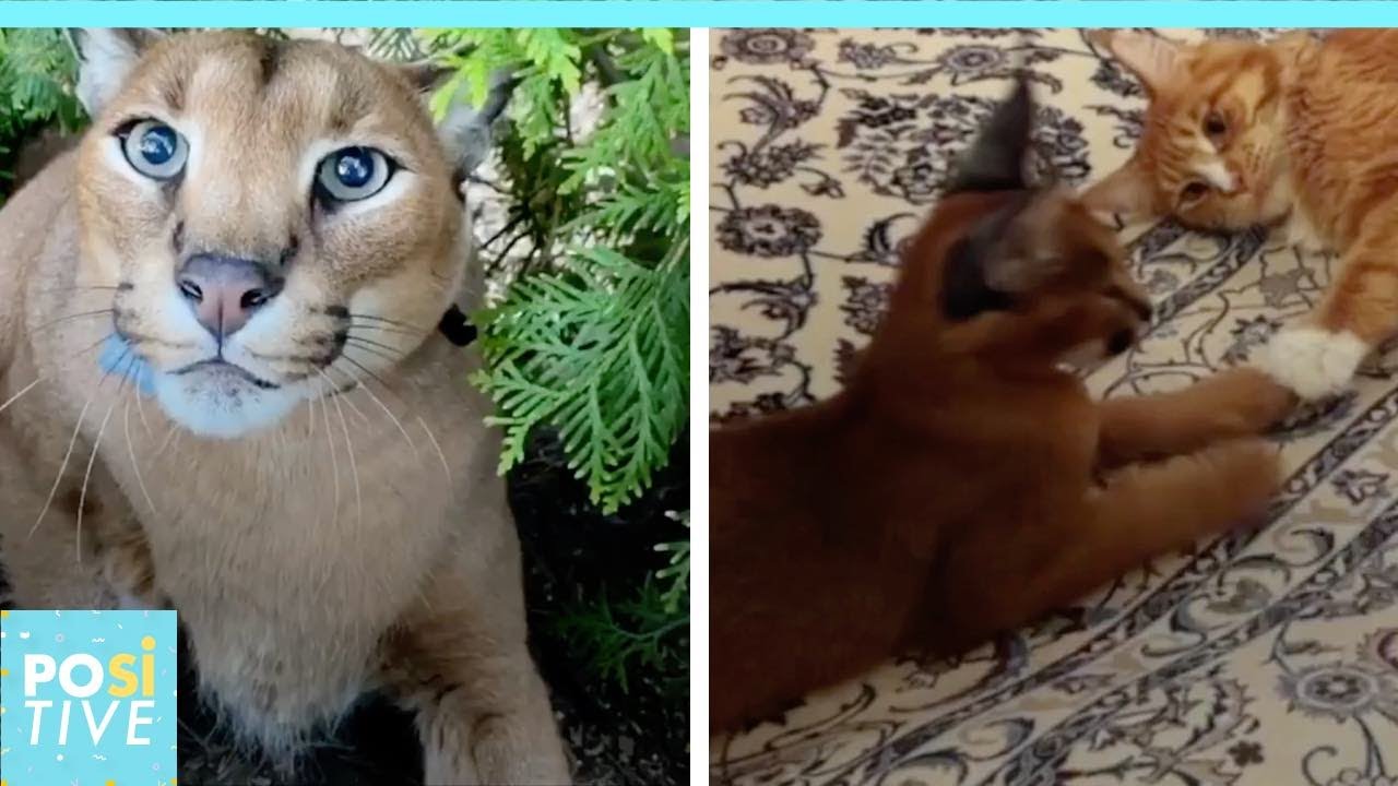 Pumba, the exotic cat | Positive - YouTube
