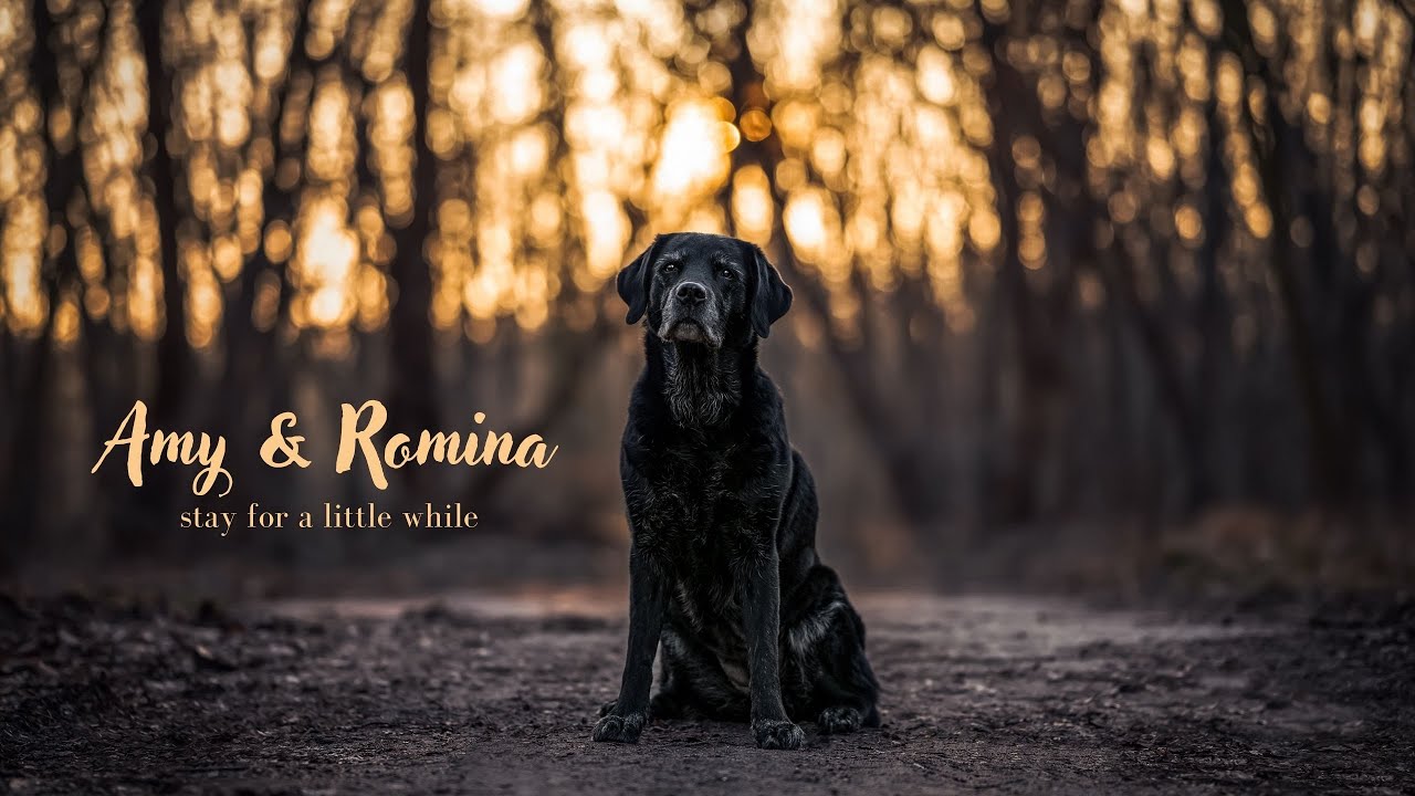 Amy | Labrador Retriever | Stay for a little while - YouTube