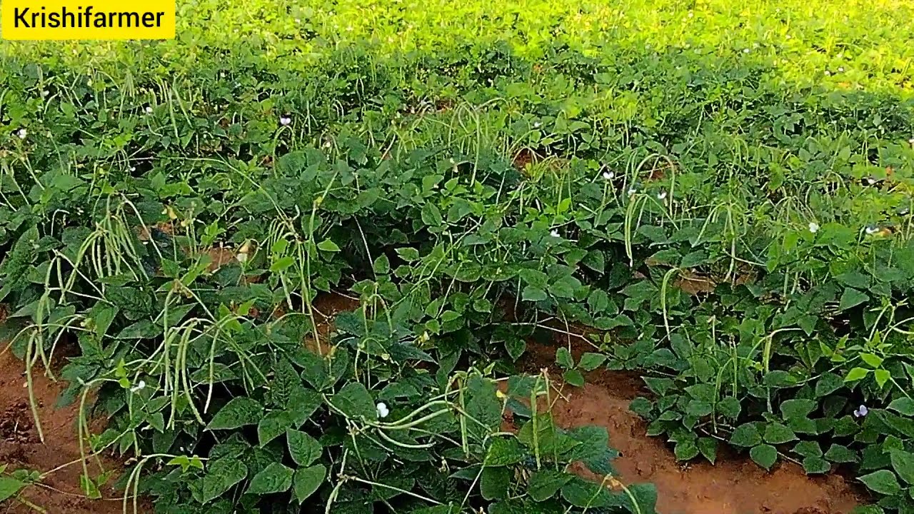 बरबटी की खेती कैसे करें । How to cultivate barbati barbati farming# ...