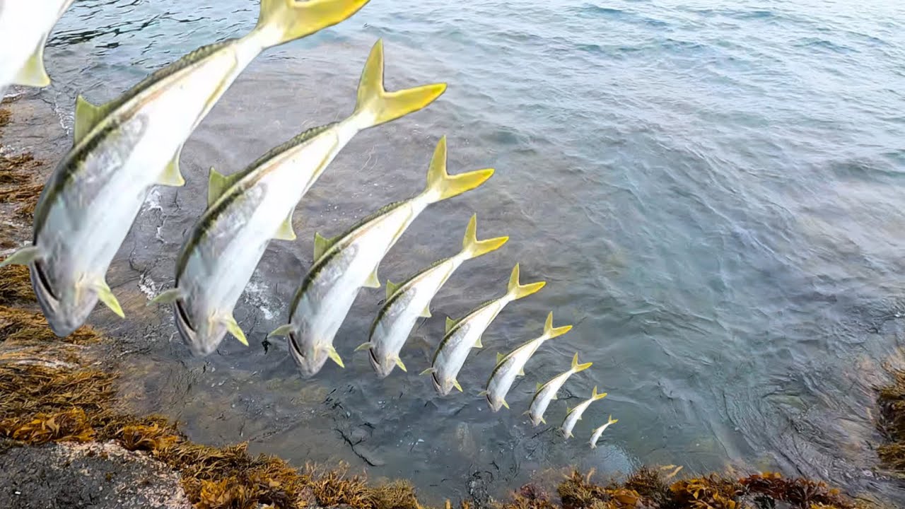 Baby kingfish catch and release soft bait gear - YouTube