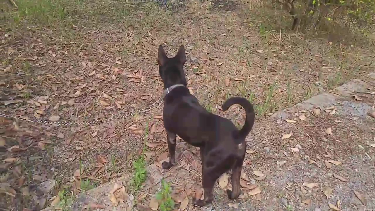 The Phu Quoc Ridgeback - Phu Quoc Dog in the countryside - YouTube