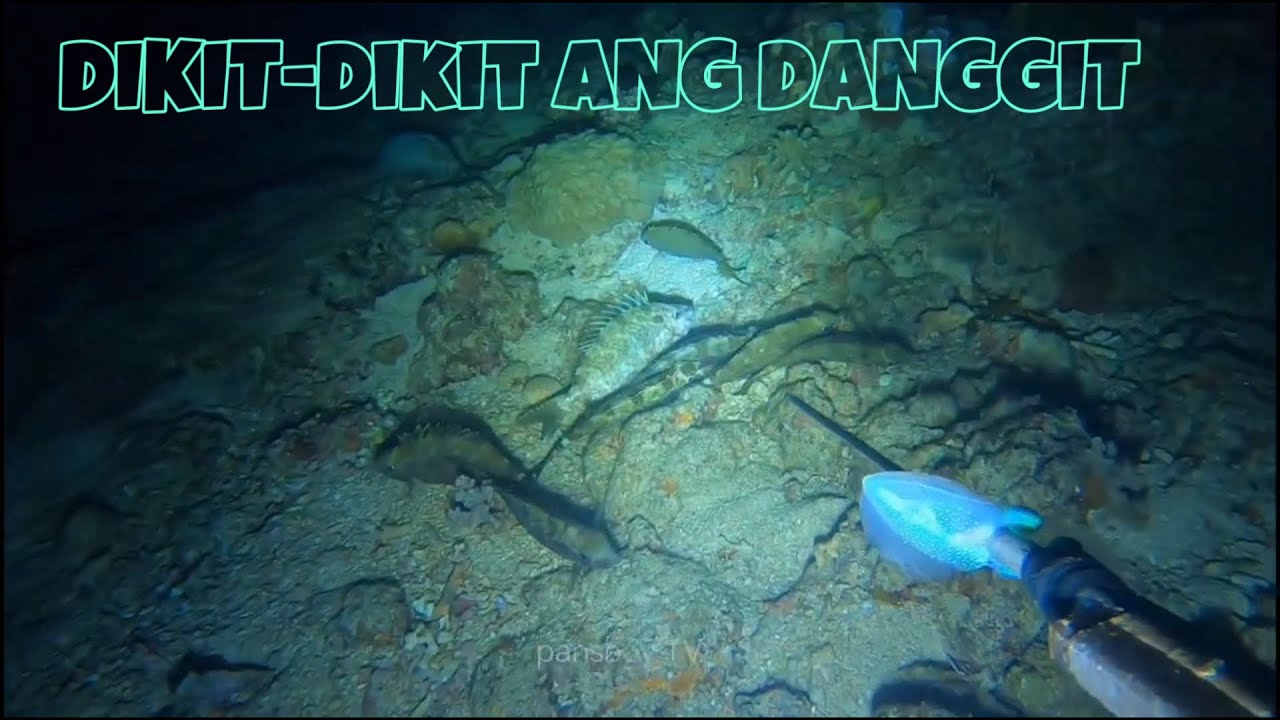 Dikit-dikit Ang Danggit! Night dive spearfishing - YouTube