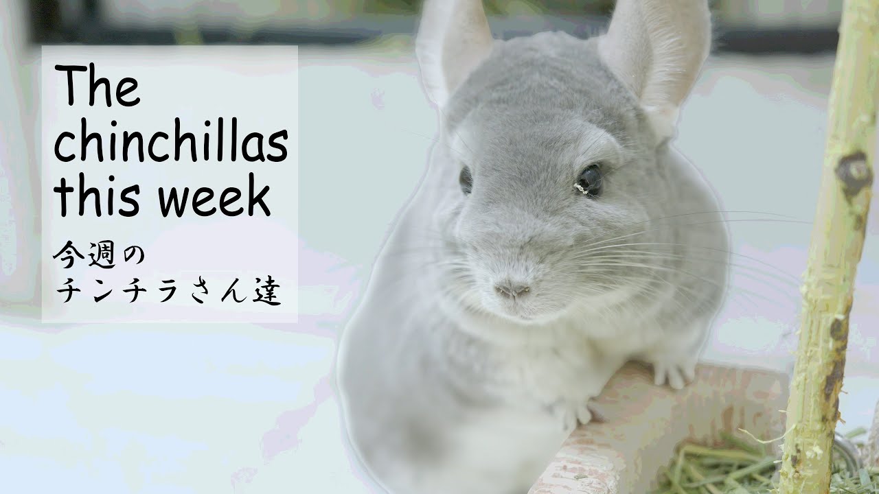 今週のチンチラさん達 The chinchillas this week #Chinchilla #チンチラ #ちんちら - YouTube
