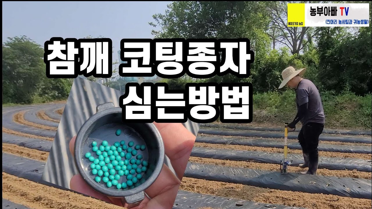 참깨 코팅종자 심는 방법 참깨파종기 이용법 참깨심는시기 참깨심는방법 Youtube