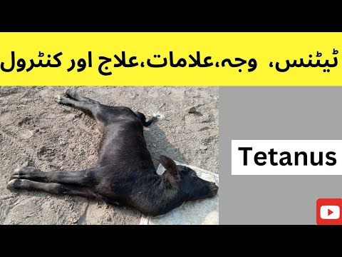 Tetanus | Lockjaw | Sawhorse | Chandni in buffalo/cattle/sheep/goat ...