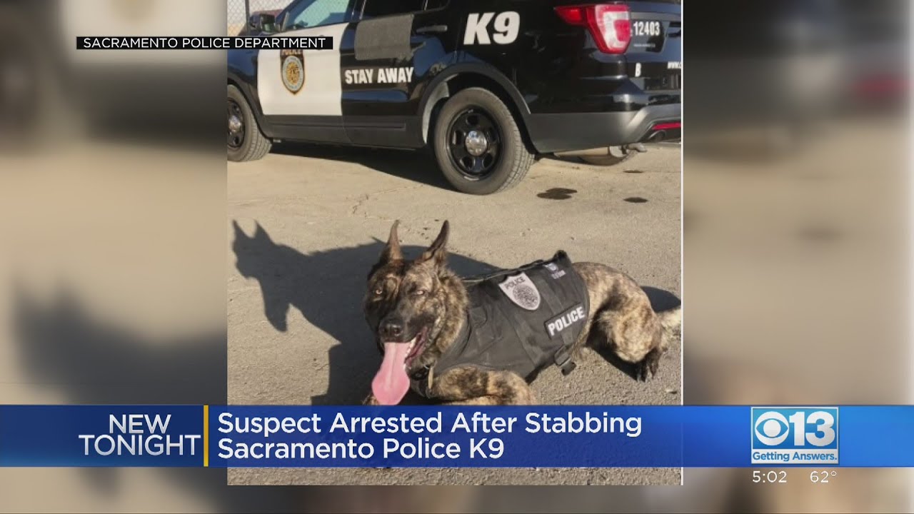 Sacramento PD K9 'Ranger' Stabbed By Wanted Suspect - YouTube
