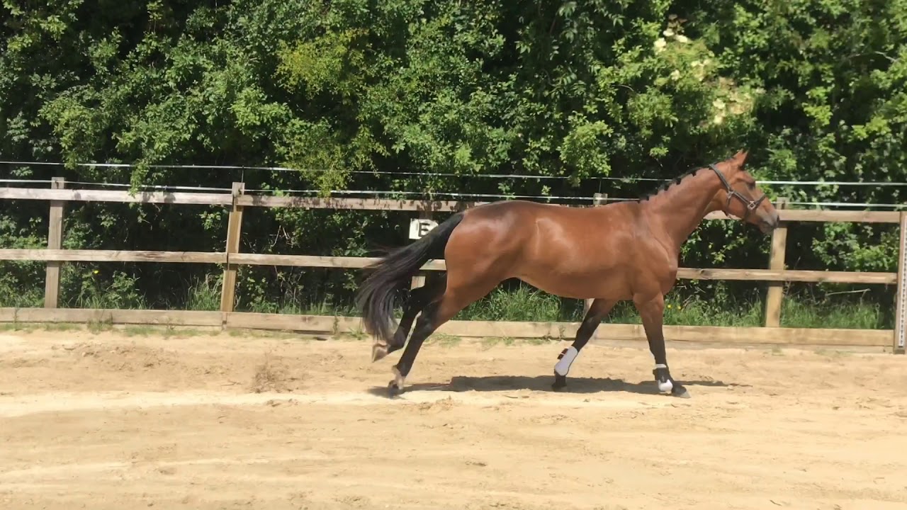 2017 KWPN mare Daily Diamond X Junior STV - YouTube