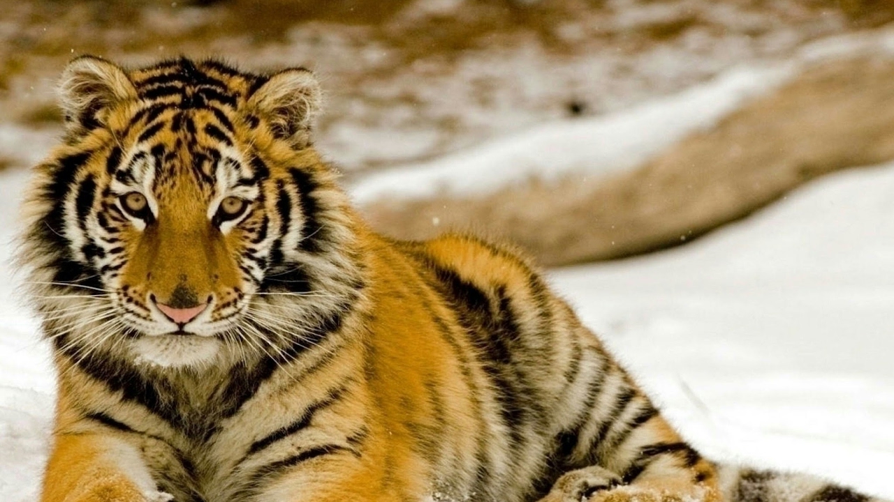 Bhghgh squads - YouTube