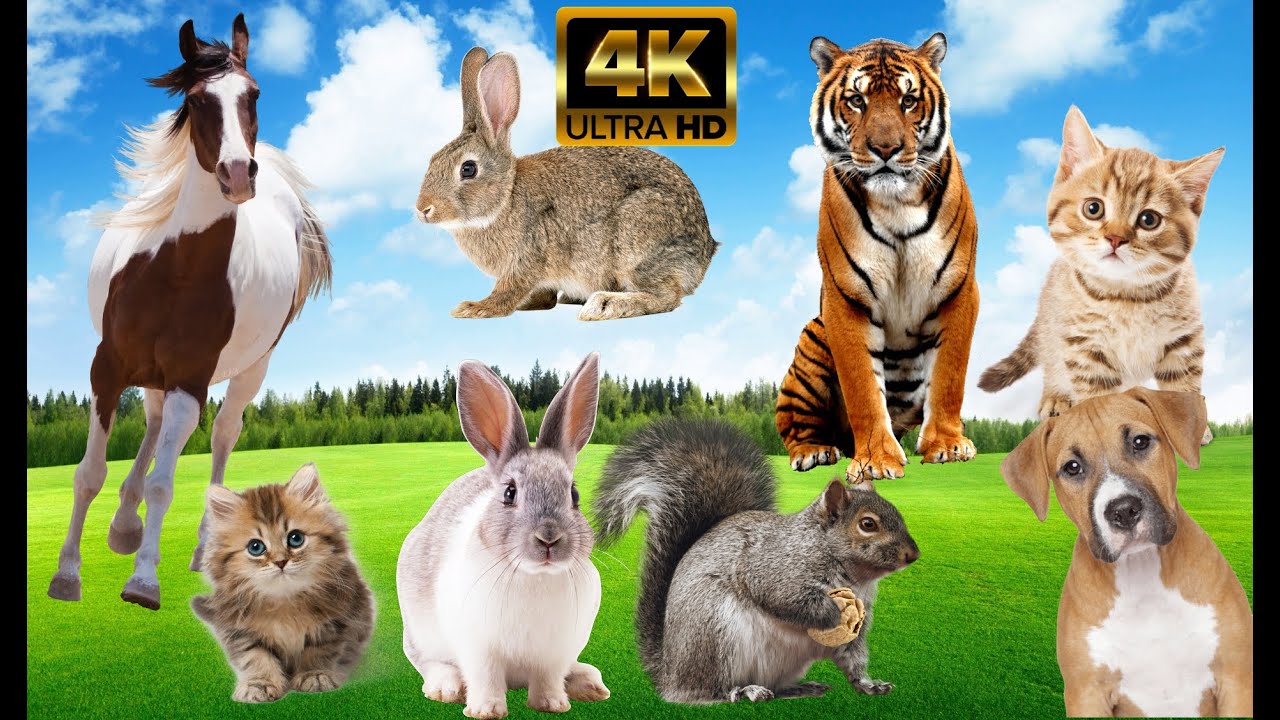 An excellent selection of animals and their natural sound. - YouTube