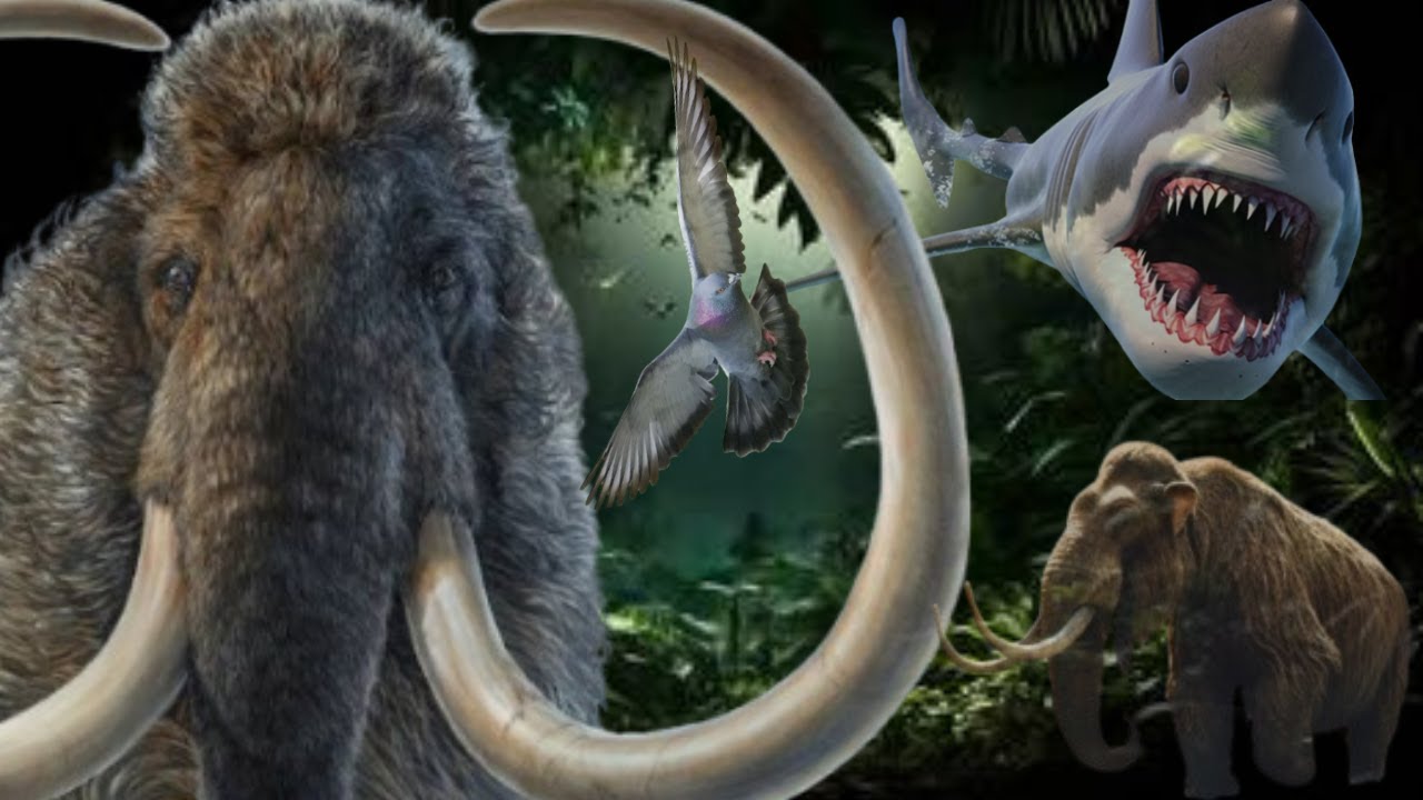 Top 6 Animals came back from the verge of extinction - YouTube