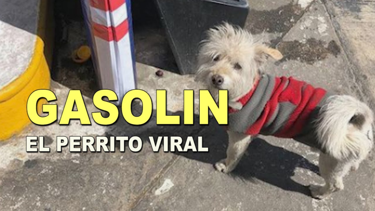 Mr. Gasolin, el perrito viral de la gasolinera de Tecate | La Voz de la ...