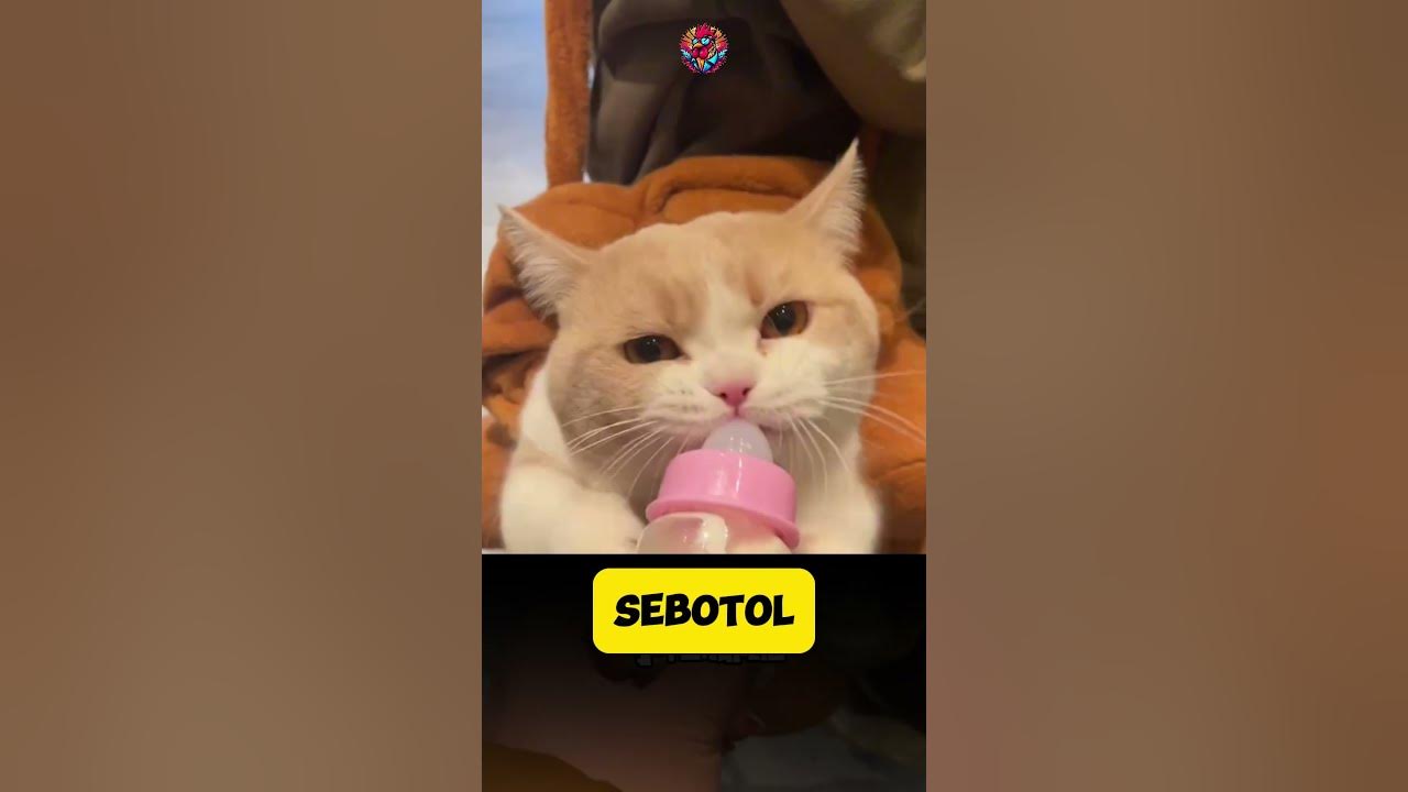kucing lucu minum susu #feedshorts - YouTube
