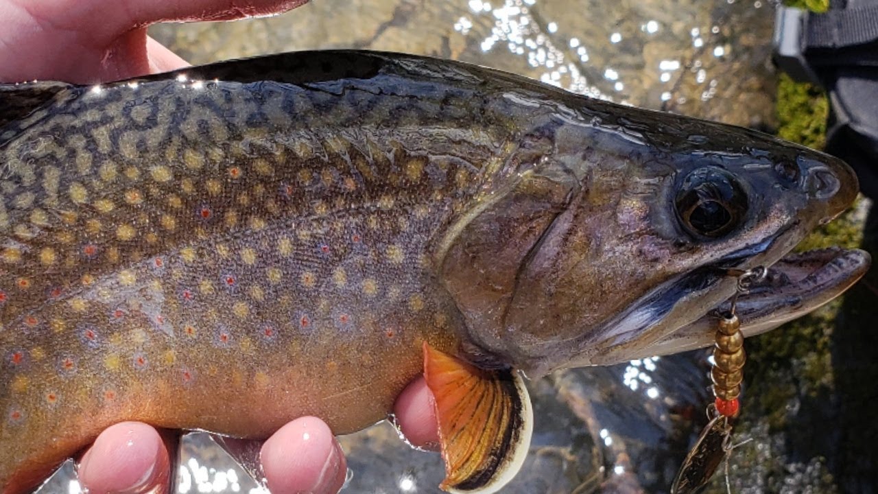 PA Trout - Big Native Brookies - YouTube